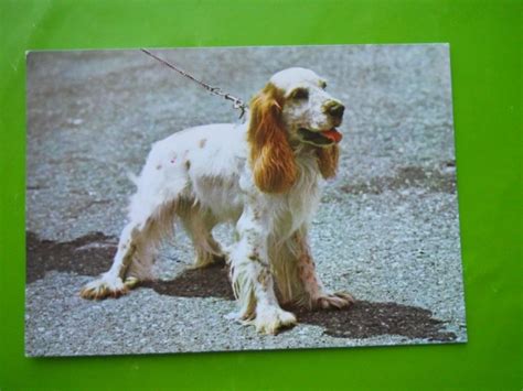 Hopct 35455 Caine Cocker Spaniel Lot Caini Asociatia Chinologica Ro