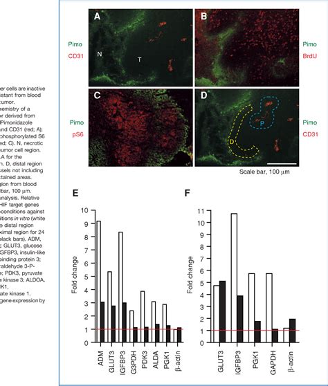 Figure 1 From Downregulation Of C Myc Protein Levels Contributes To Cancer Cell Survival Under