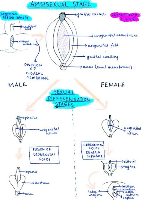 2014 Group Project 4 Embryology