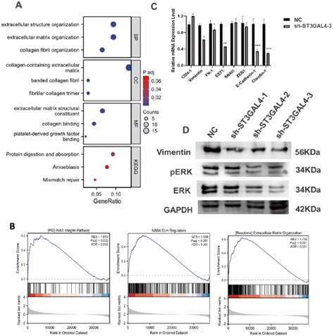 The Role Of St3gal4 In Glioma Malignancy Macrophage Infiltration And Prognostic Outcomes Pmc