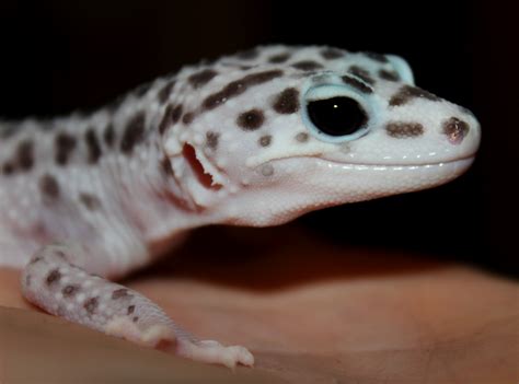 пятнистый эублефар леопардовый геккон рептилия смешные картинки и другие приколы