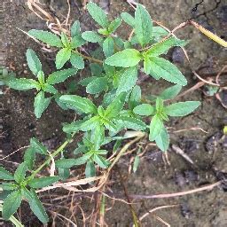 Weed Detection Object Detection Dataset And Pre Trained Model By Weeddetection