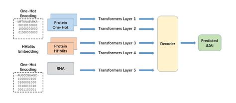GitHub Jisheng Liang Transformers RNP Predicting The Mutation Effect On The Stability Of