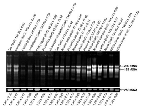Activated Charcoal Mediated Rna Extraction Method For 50 Off