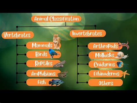 Invertebrates Classification Chart Invertebrates Chart Ppt