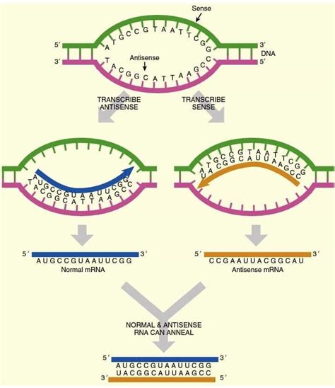 Hanaa Fayed On Linkedin Antisense Rna Is Complementary To Messenger Rna‼ Transcription From Both…