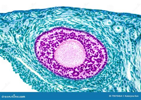 Micrografo Leggero Dellovaia Fotografia Stock Immagine Di Istologia