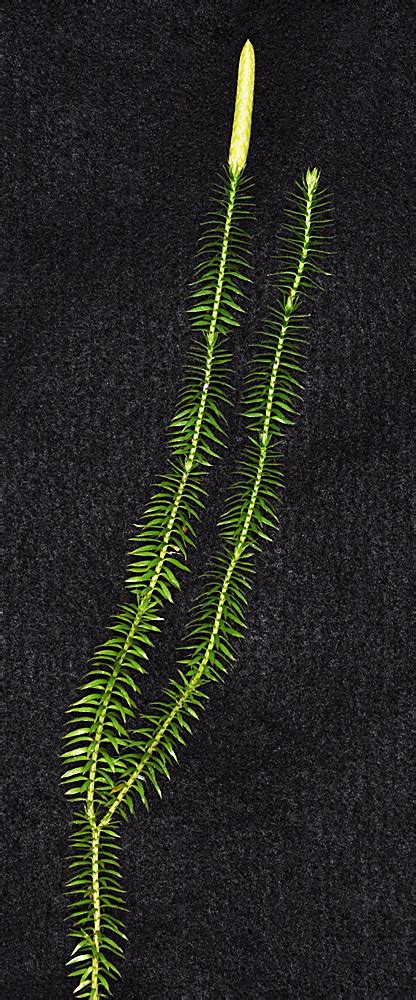 Lycopodium Annotinum Flora Of Eastern Washington And Adjacent Idaho