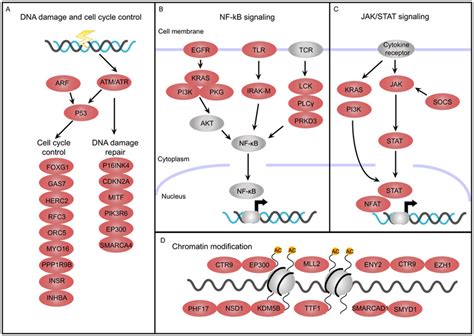Core Signaling Pathways In Nsclc Mutated Genes Are Significantly Download Scientific Diagram