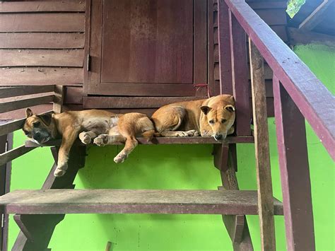 หมูน้อย หอยซิ่ง นครพนม Added A หมูน้อย หอยซิ่ง นครพนม