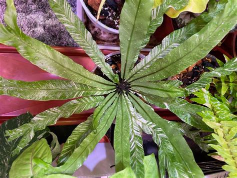 Asplenium Variegated Furniture And Home Living Gardening Plants And Seeds On Carousell