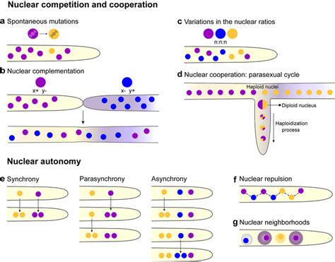 Nuclear Patterns In Multinucleate Syncytia A Spontaneous Mutation In