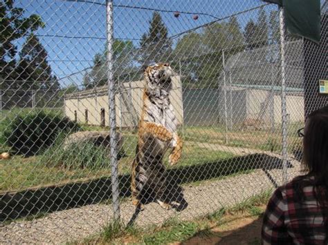 Great Cats World Park Cave Junction Updated 2019 All You Need To