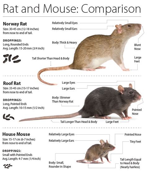 What Is The Difference Between Rats And Mice
