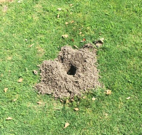 Gopher Control And Gopher Removal Service