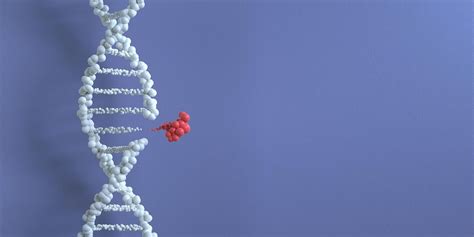 Nyu Tandon Exploring Megabase Scale” Genetic Engineering Ieee Spectrum