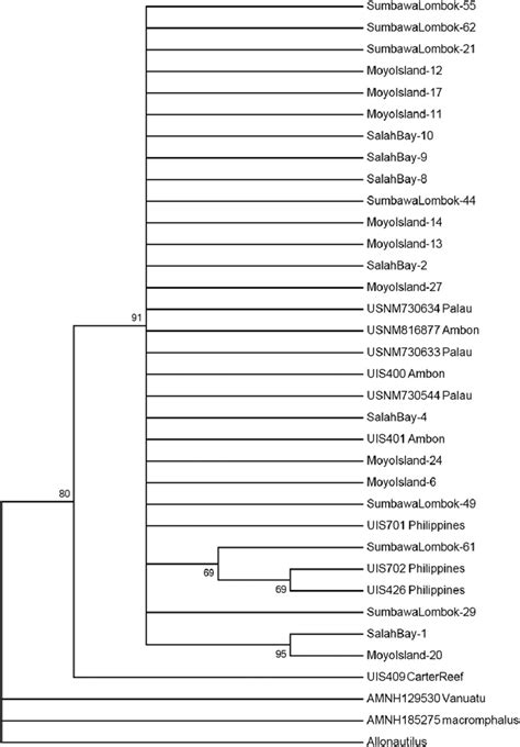 The 50 Condensed Tree Of The Maximum Likelihood Analysis Of The Download Scientific Diagram