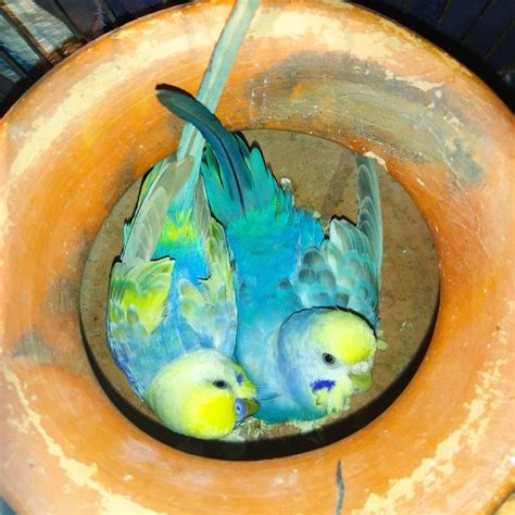 Prantik 🙂 Youtube