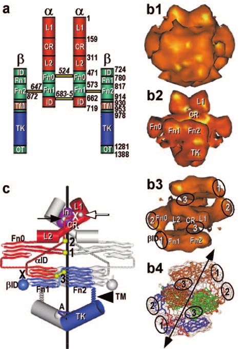 Dimeric Insulin Receptor Structure A Schematic Of Ir Represented In Download Scientific