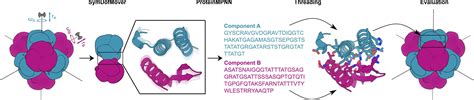 Rapid And Automated Design Of Two Component Protein Nanomaterials Using ProteinMPNN PNAS