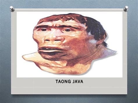 Taong Java Ontong Java Atoll Wikipedia