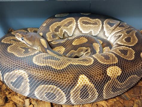 Cinnamon Het Hypo Ball Python By Jamout Reptiles Morphmarket