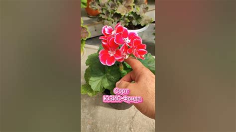 ЮЗИС-Фрида 🌸 - YouTube