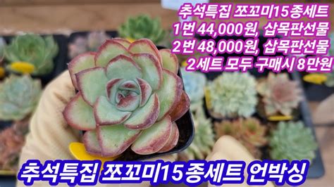 24910 🌸쪼꼬미는 꽃동산다육🌸 추석특집 쪼꼬미15종세트 언박싱🌸 꽃동산다육 010 3939 4304 Youtube