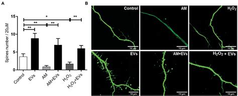 Neural Stem Cell Derived Extracellular Vesicles Favour Neuronal Differentiation And Plasticity