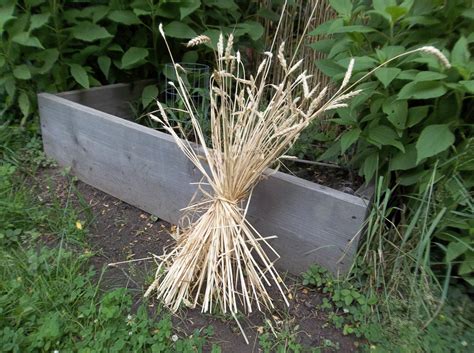 The Perennial Agriculturalist Backyard Winter Wheat