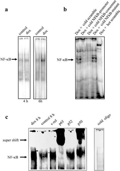 Doxorubicin Induces Nf B Binding Activity In Hela Cells Hela Cells
