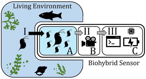 The Module Relevant For Daphnia Observation Consists Of Three Parts