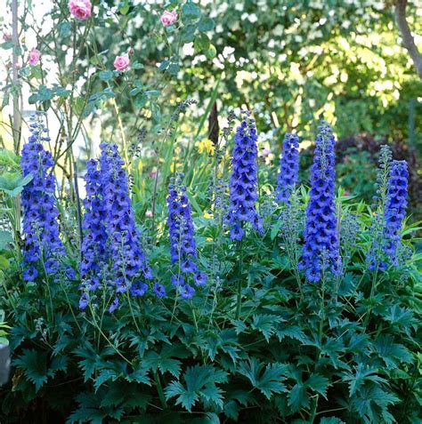 33 Facts About Delphinium Ohmyfacts