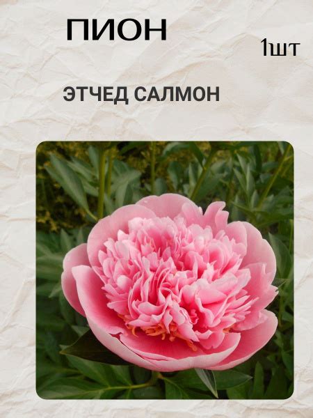 Корни Пионов многолетние цветы для сада и огорода купить на OZON по ...
