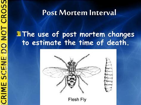 Ppt Forensics Chs Mcniff Powerpoint Presentation Free Download Id 4440889