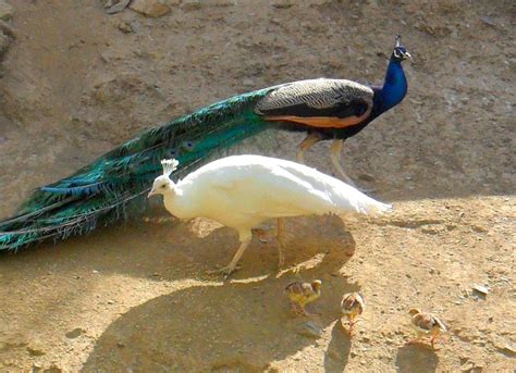 White Peacock Tail Down