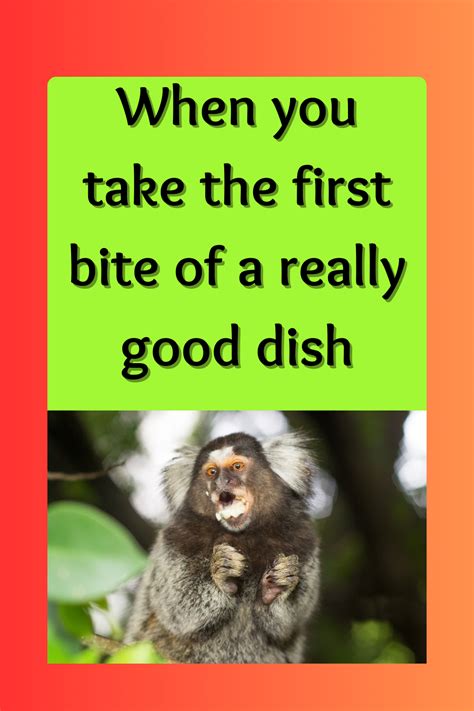 Food Memes Good Dish Monu The Cat Medium