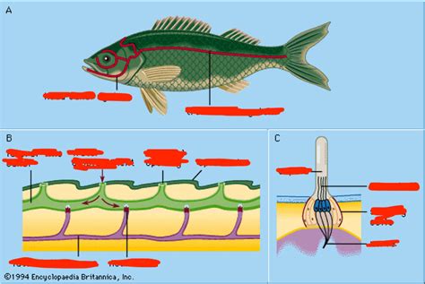 Sensory Perception Diagram Quizlet