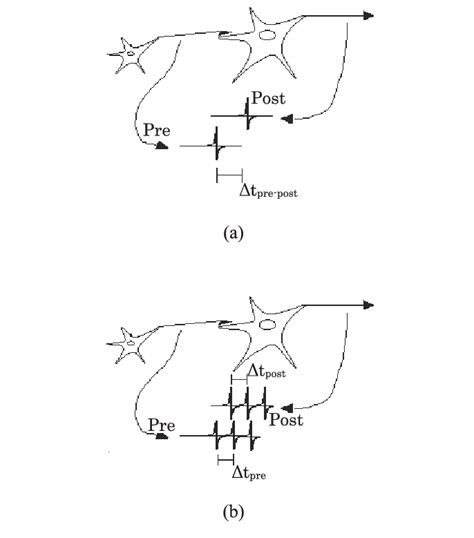Two Types Of Stdp A One Type Of Stdp Based On The Spike Time