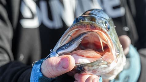 Video Deep Winter Bass Best Baits Tactics And Sonar Tips Wired2fish