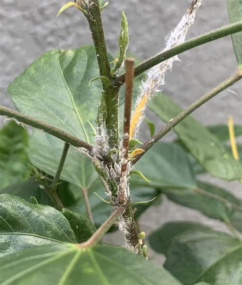 White Fuzzy Bugs Rplantclinic