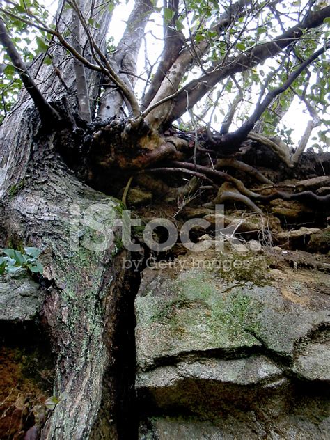 Tree Roots And Rock Stock Photo Royalty Free Images FreeImages