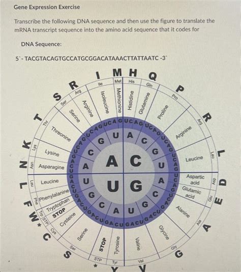Solved Gene Expression Exercise Transcribe The Following DNA Chegg