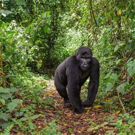 Gorilla Trekking Families In Bwindi Impenetrable National Park