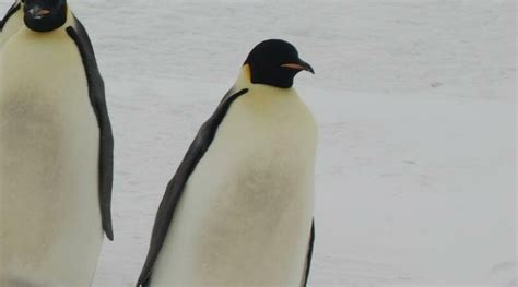 Negar Una Condición En Shell Script Linux En Español