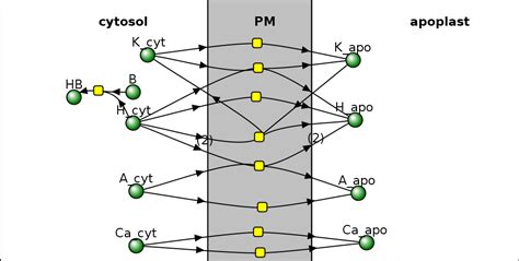 biomodel 225440511 vcell modeling and analysis software