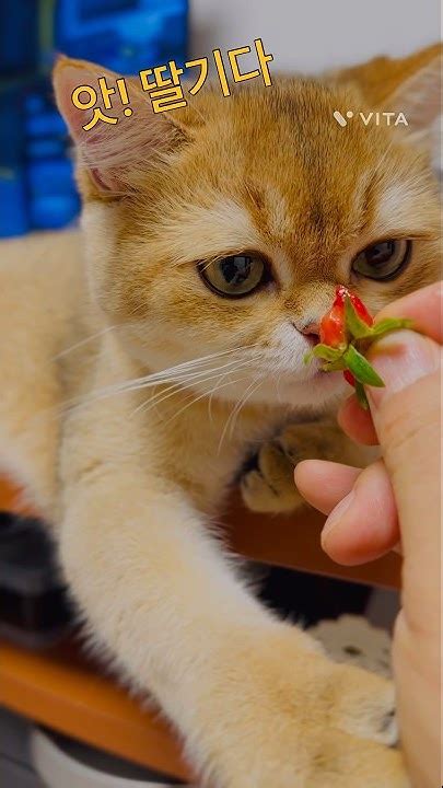 딸기 때문에 삐친 고양이 Youtube