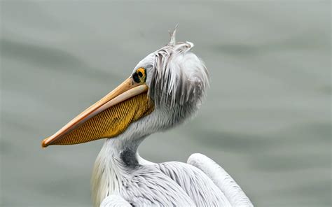 Wallpaper Pelican Bird Close Up Beak White Feathers 2560x1600
