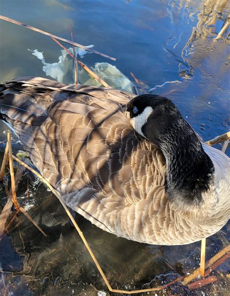 Suspected Cases Of Avian Flu Found In York Region Township Of King