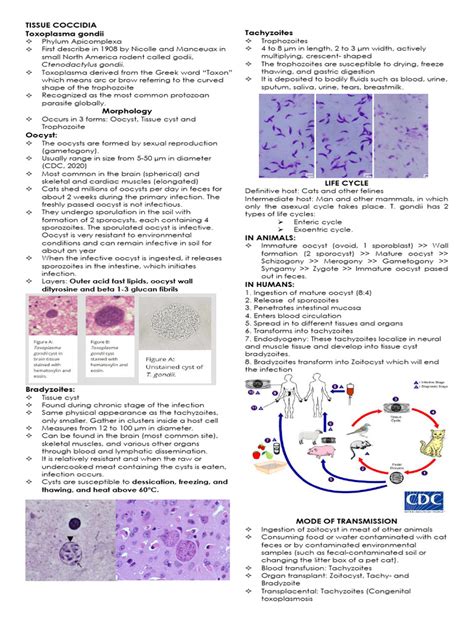 M2 Tissue And Intestinal Coccidia Pdf Biology Clinical Medicine